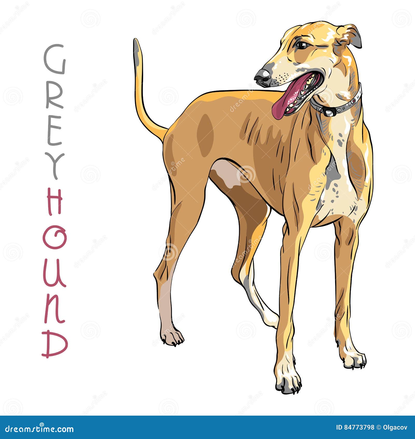 Raza Del Perro Del Galgo Del Vector Ilustración del Vector ...