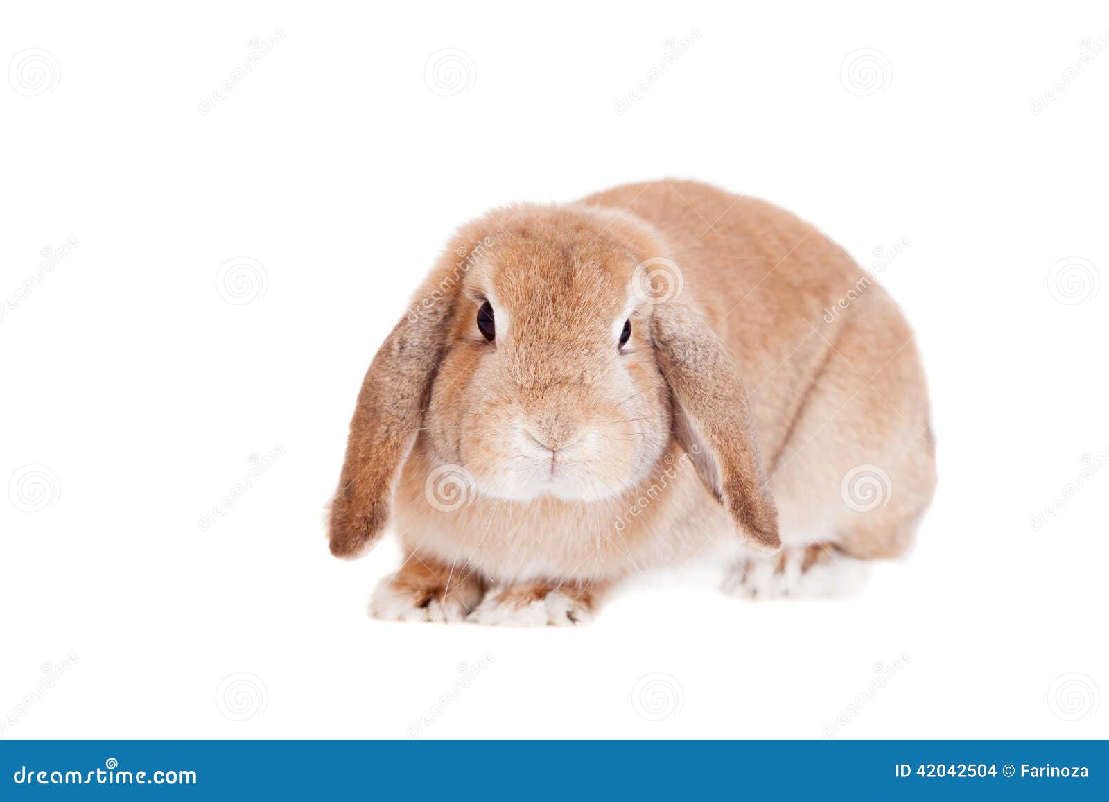 Raza Del Ram Del Conejo, Color Rojo Foto de archivo - Imagen de ...