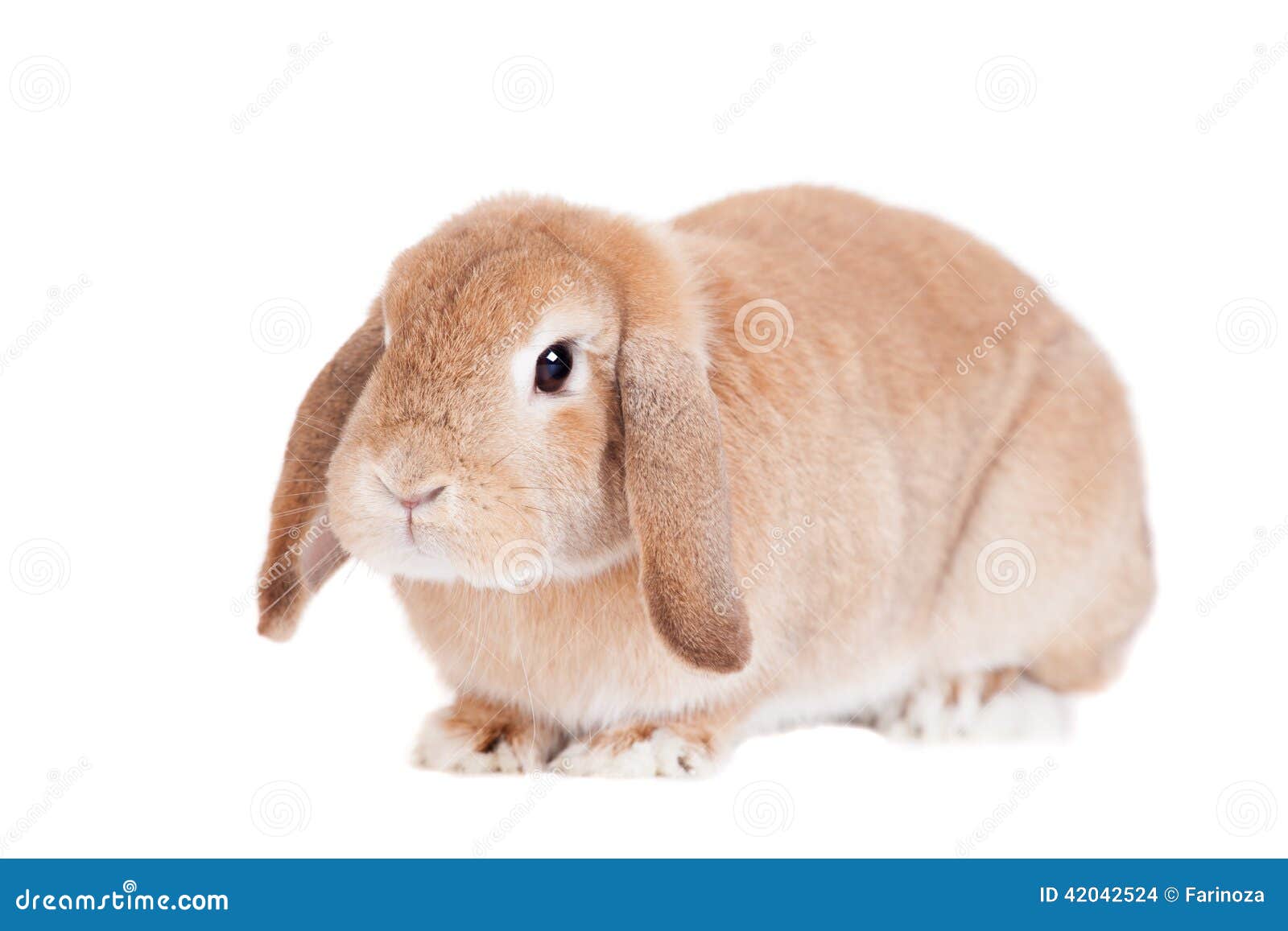 Raza Del Ram Del Conejo, Color Rojo Foto de archivo - Imagen de frente ...