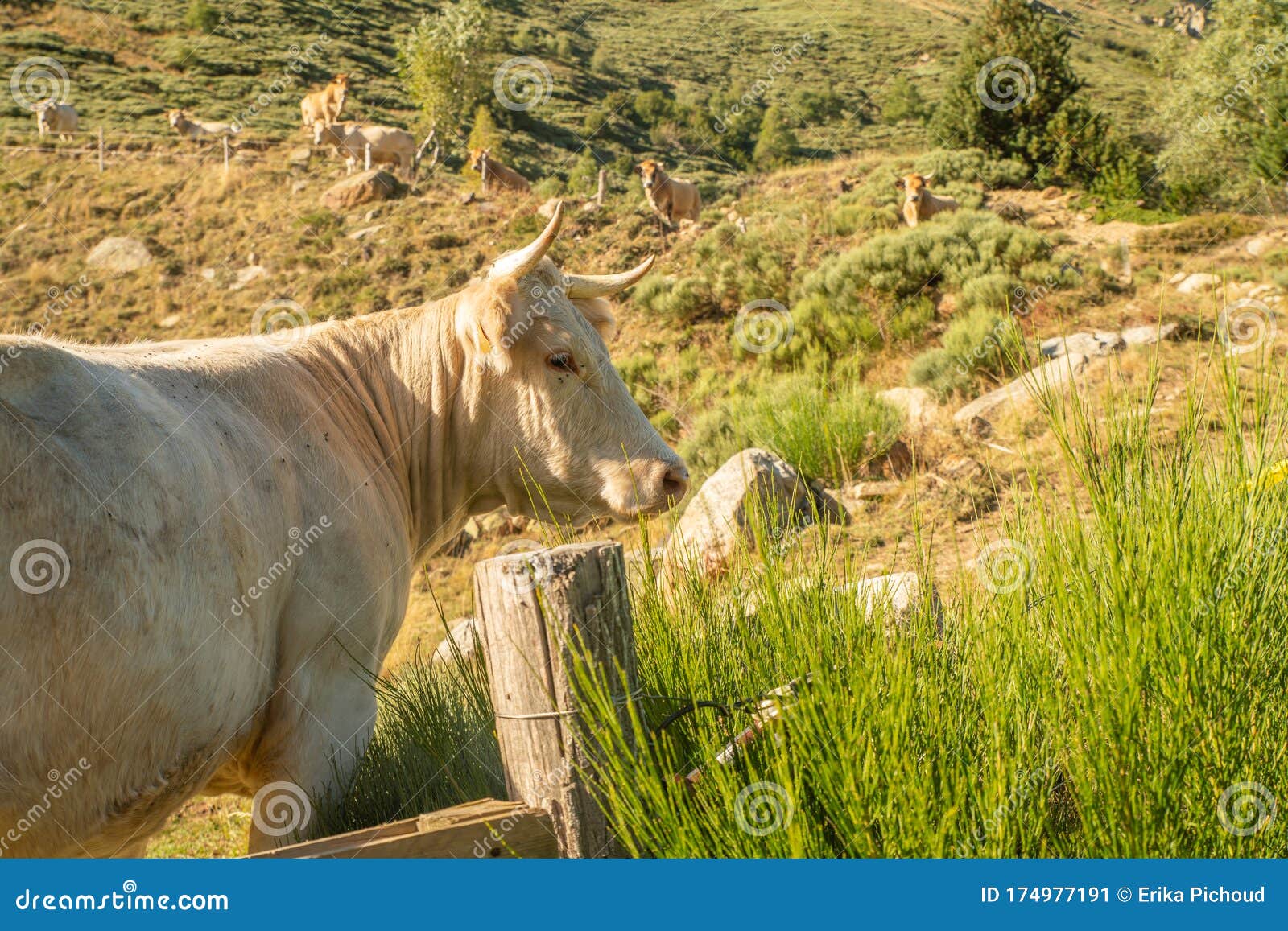 Raza Francesa De Vaca Blanca Imagen de archivo - Imagen de raza, vaca ...