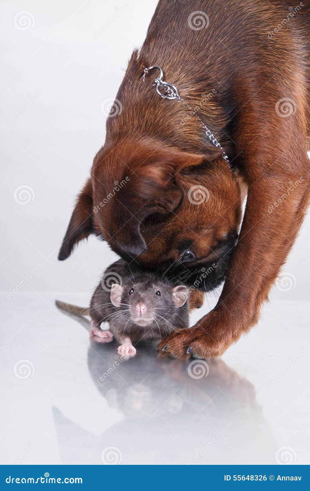 Raza Griffon Brabanson Del Perro Y Rata Gris Foto de archivo - Imagen ...