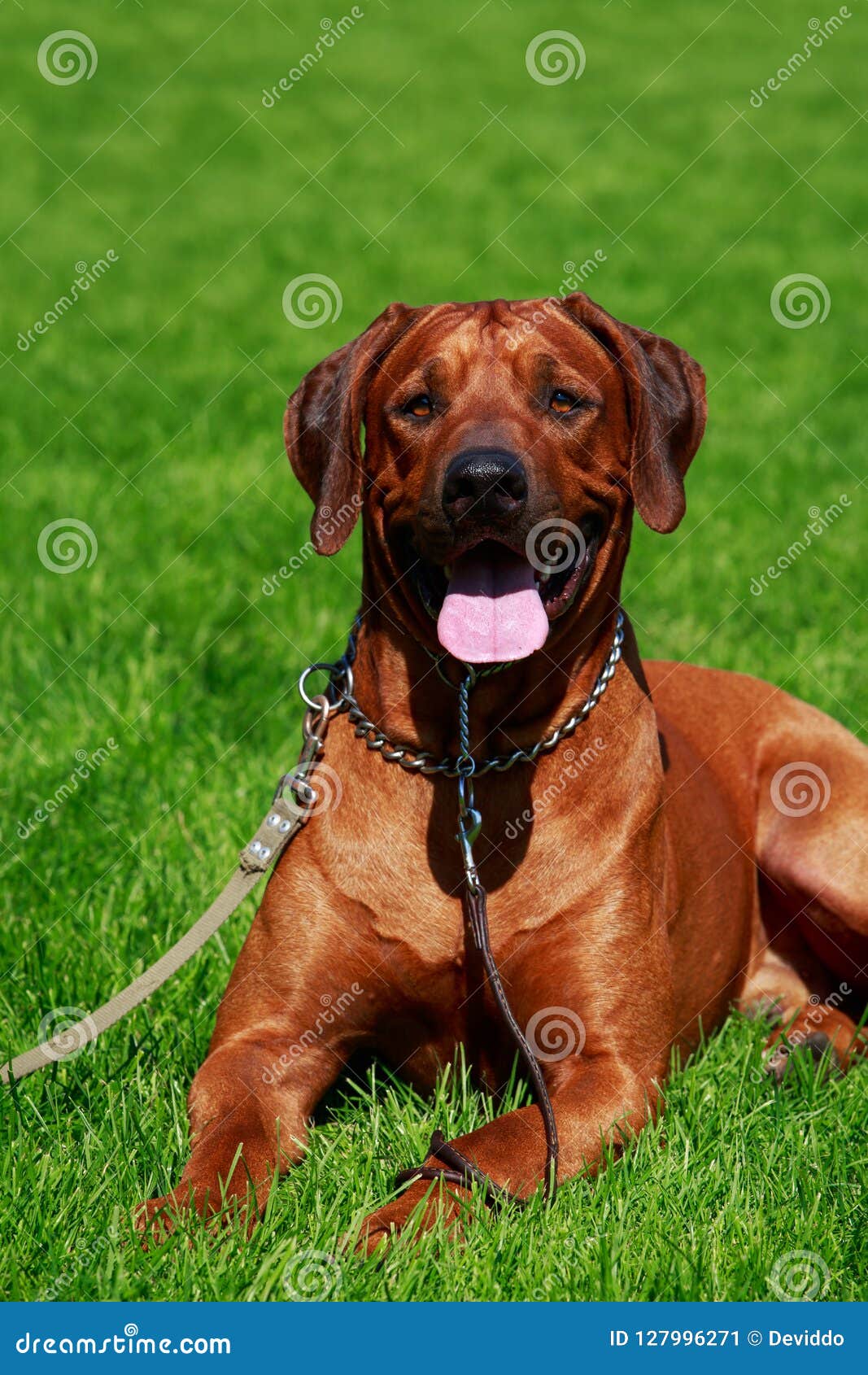 Raza Rhodesian Ridgeback Del Perro Imagen de archivo - Imagen de lindo ...