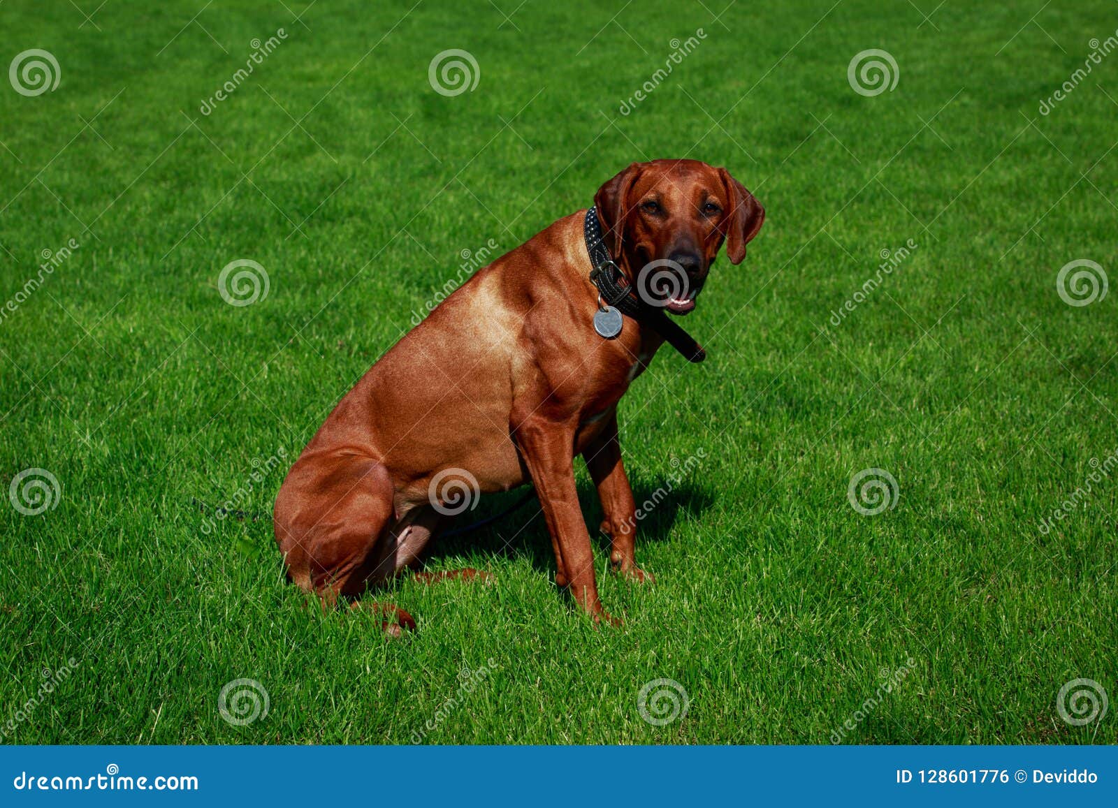 Raza Rhodesian Ridgeback Del Perro Foto de archivo - Imagen de purebred ...