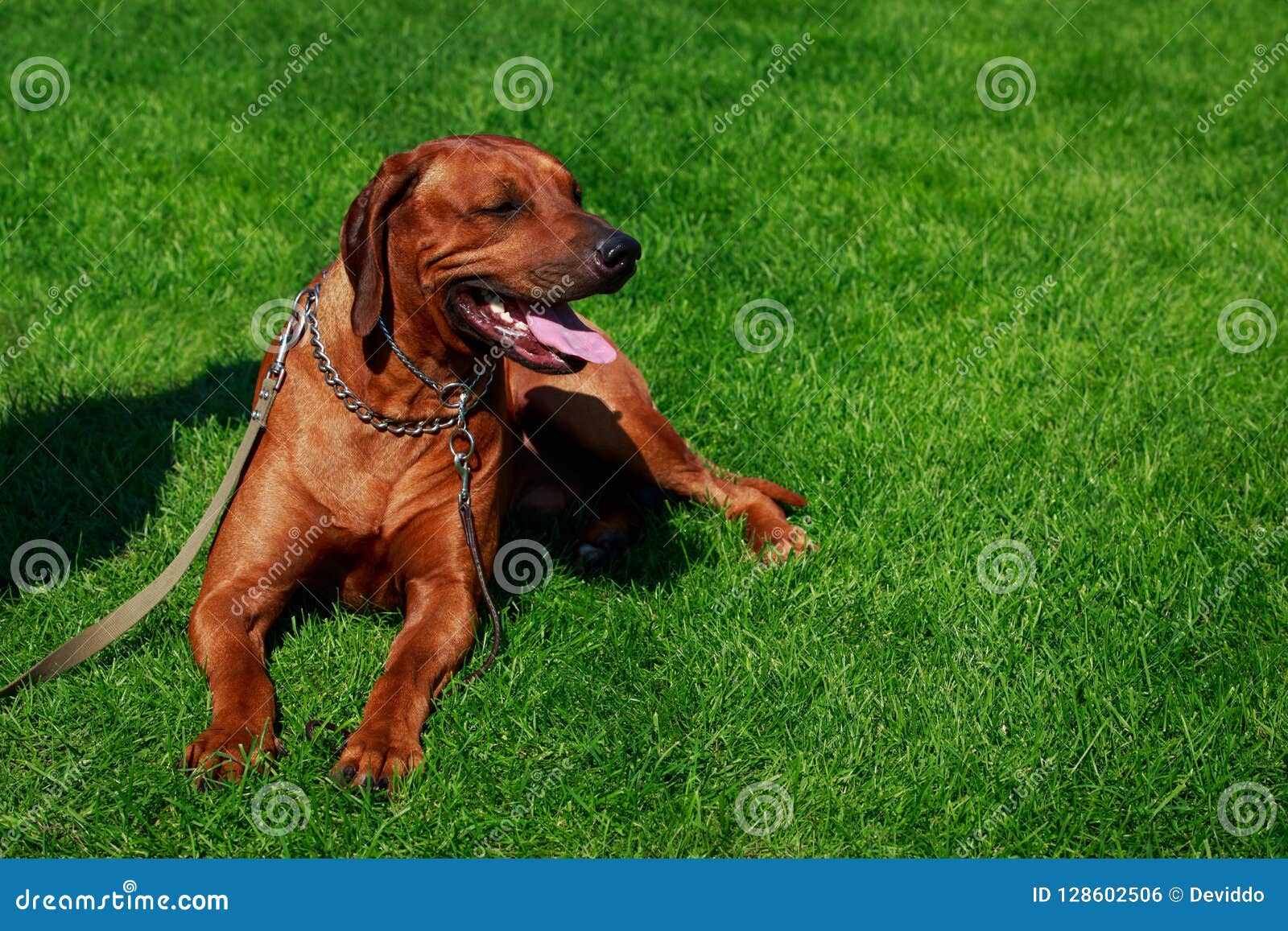Raza Rhodesian Ridgeback Del Perro Foto de archivo - Imagen de verde ...