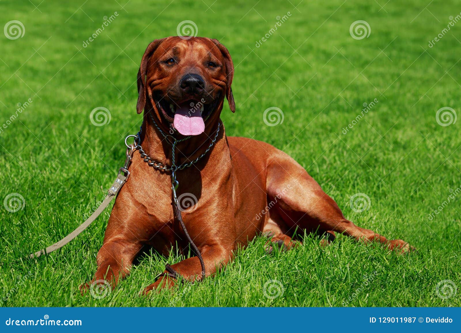 Raza Rhodesian Ridgeback Del Perro Imagen de archivo - Imagen de lindo ...