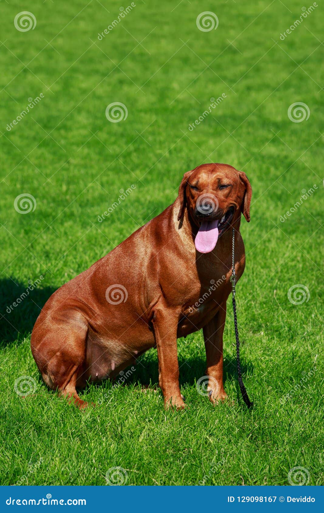 Raza Rhodesian Ridgeback Del Perro Imagen de archivo - Imagen de ...