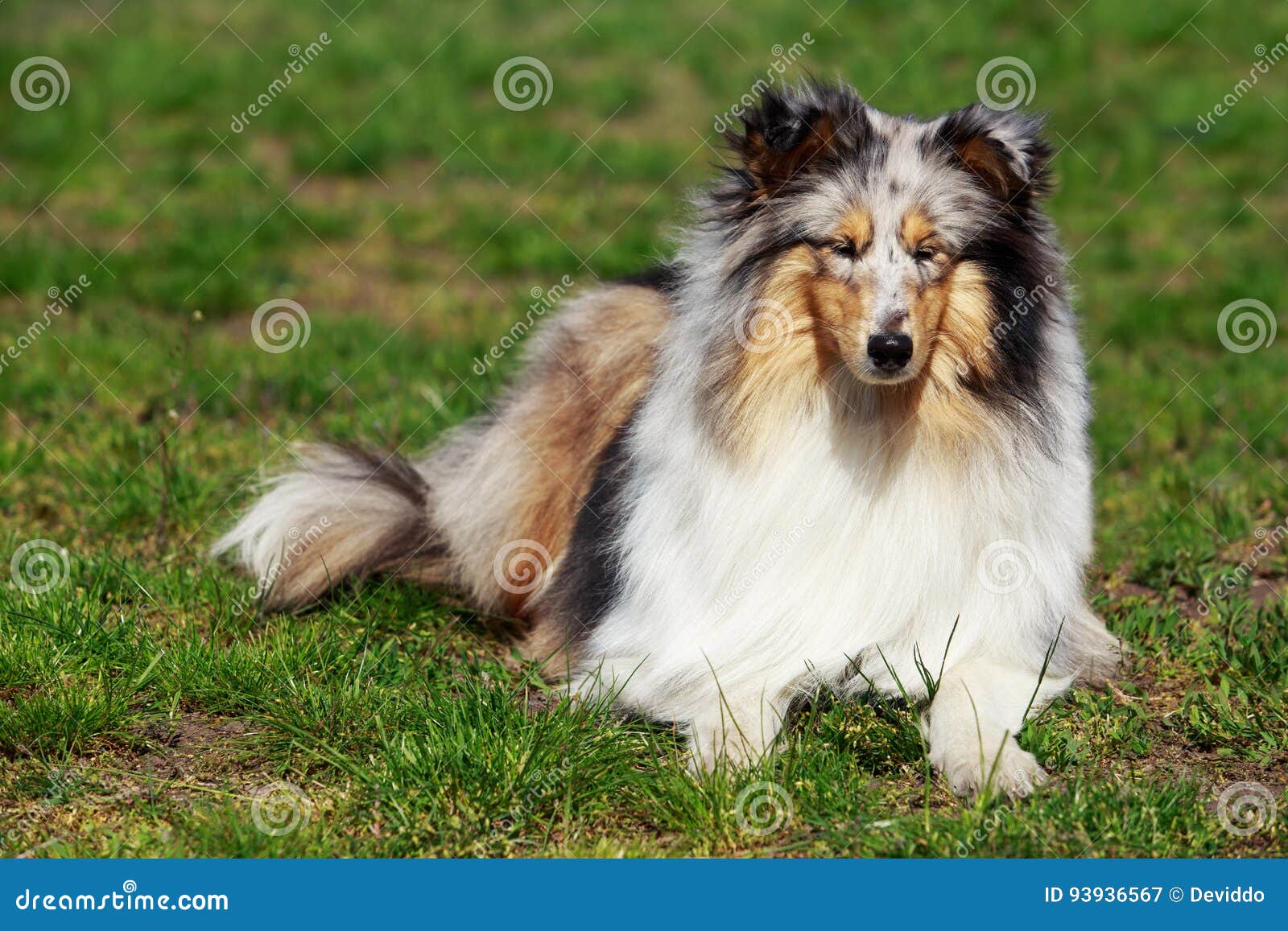 Raza Sheltie del perro imagen de archivo. Imagen de quijada - 93936567