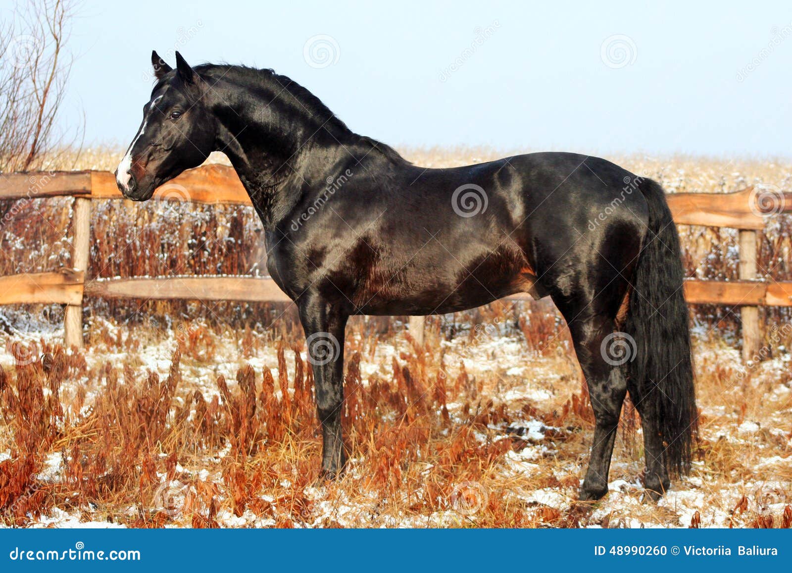 Raza ucraniana del caballo foto de archivo. Imagen de thoroughbred ...