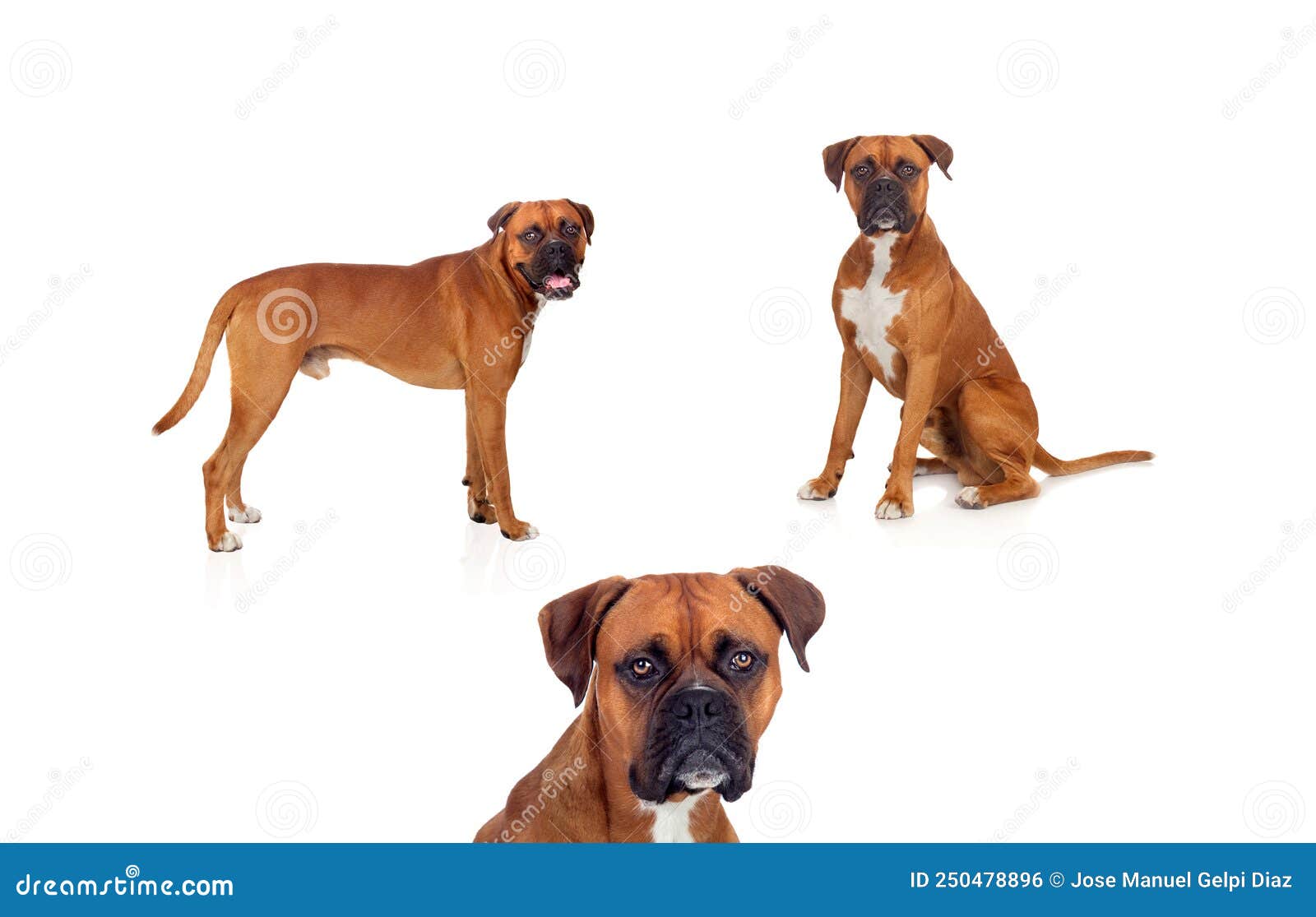 Razas de boxer de perros foto de archivo. Imagen de tiro - 250478896