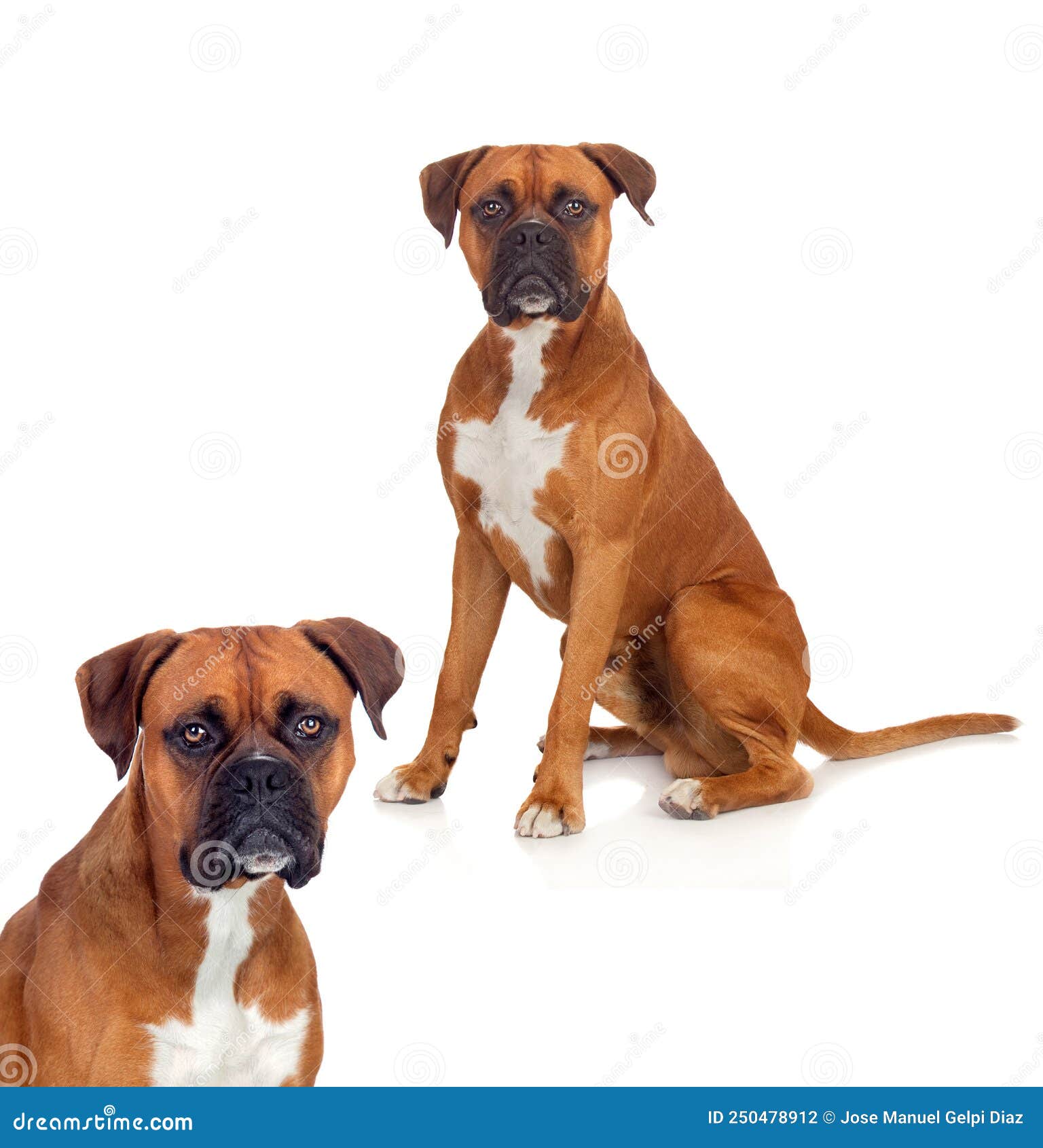 Razas de boxer de perros foto de archivo. Imagen de triste - 250478912