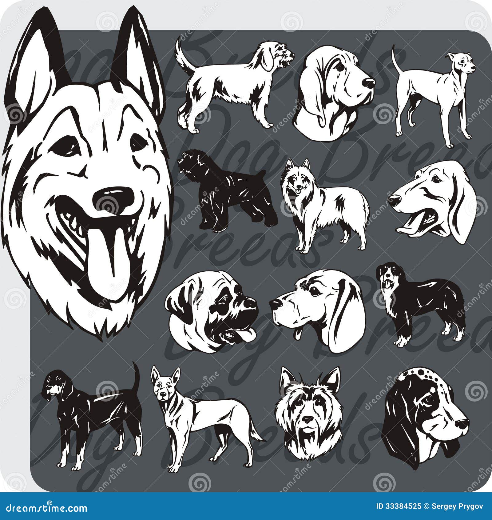 Razas Del Perro - Sistema Del Vector Ilustración del Vector - Ilustración de perrito, pintura ...