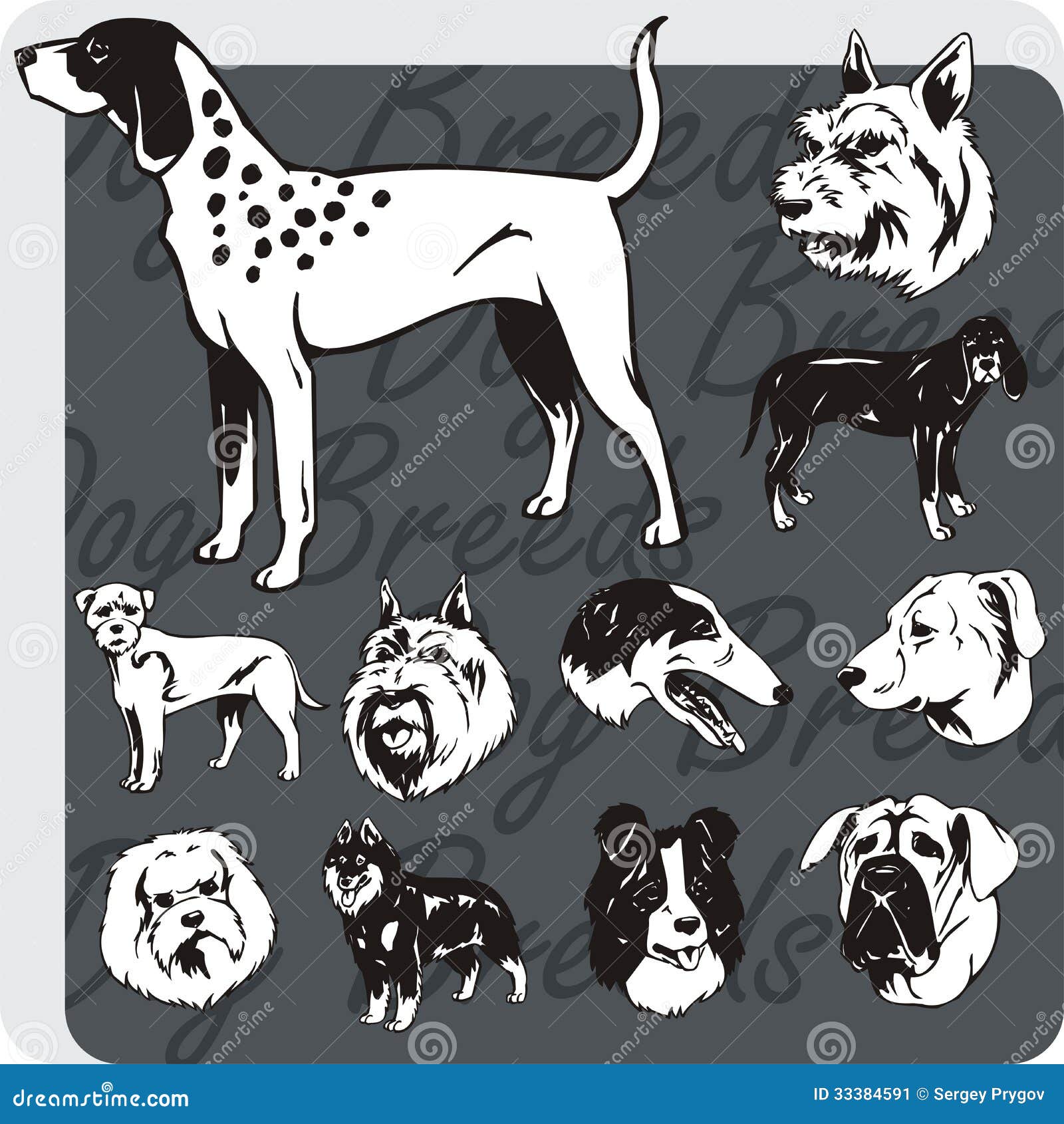 Razas Del Perro - Sistema Del Vector Ilustración del Vector - Ilustración de doméstico, pintura ...