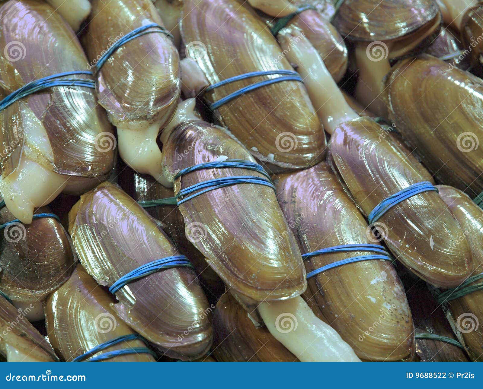Razo clams stock photo. Image of booth, seafood, ocean - 9688522