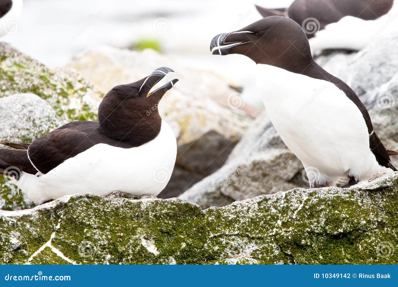 Razor-Billed Auks stock photo. Image of couple, billed - 10349142