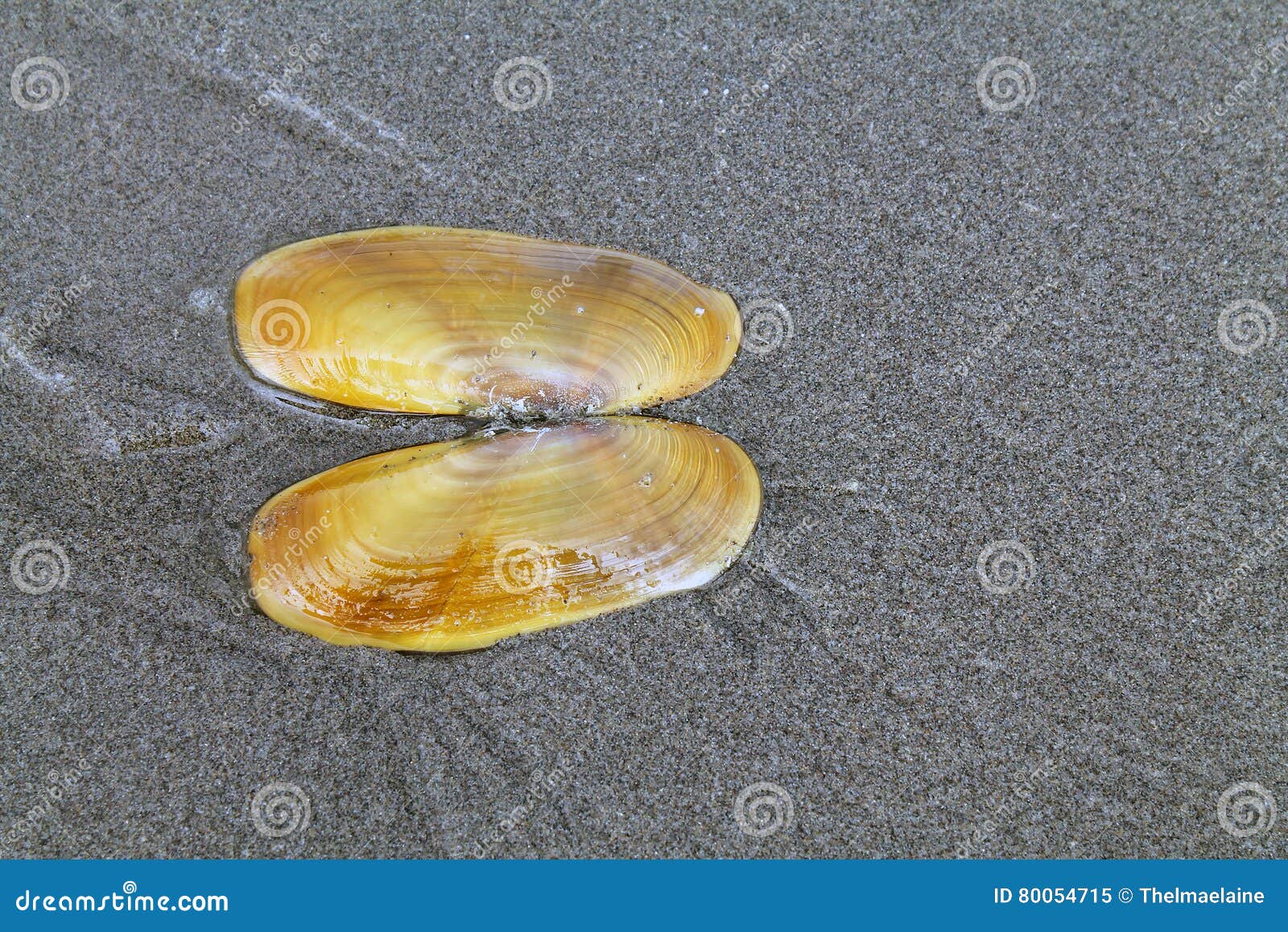 Razor Shell in the Sand stock image. Image of life, beach - 80054715