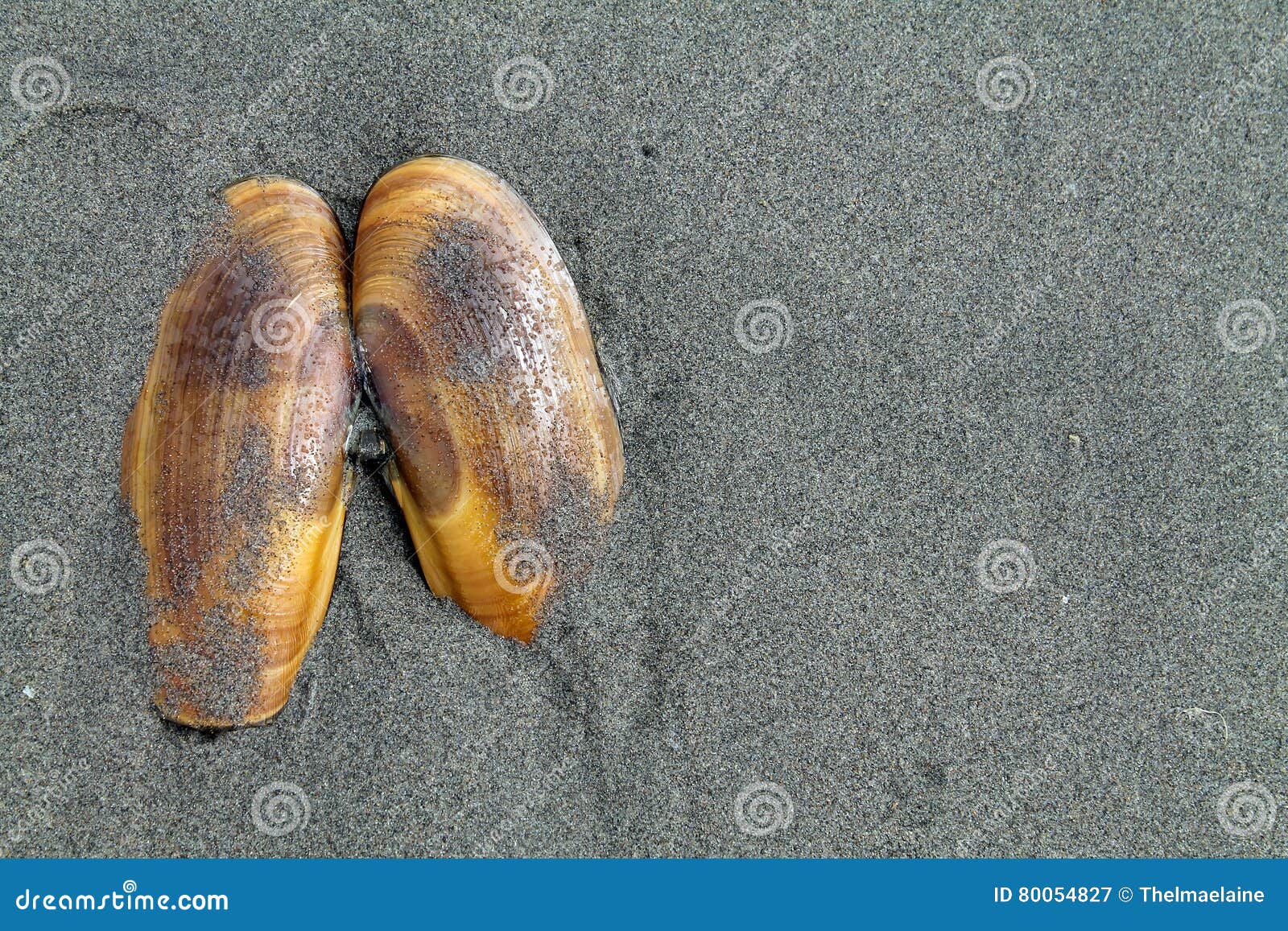 Razor Shell in the Sand at the Beach Stock Image - Image of beach, life ...