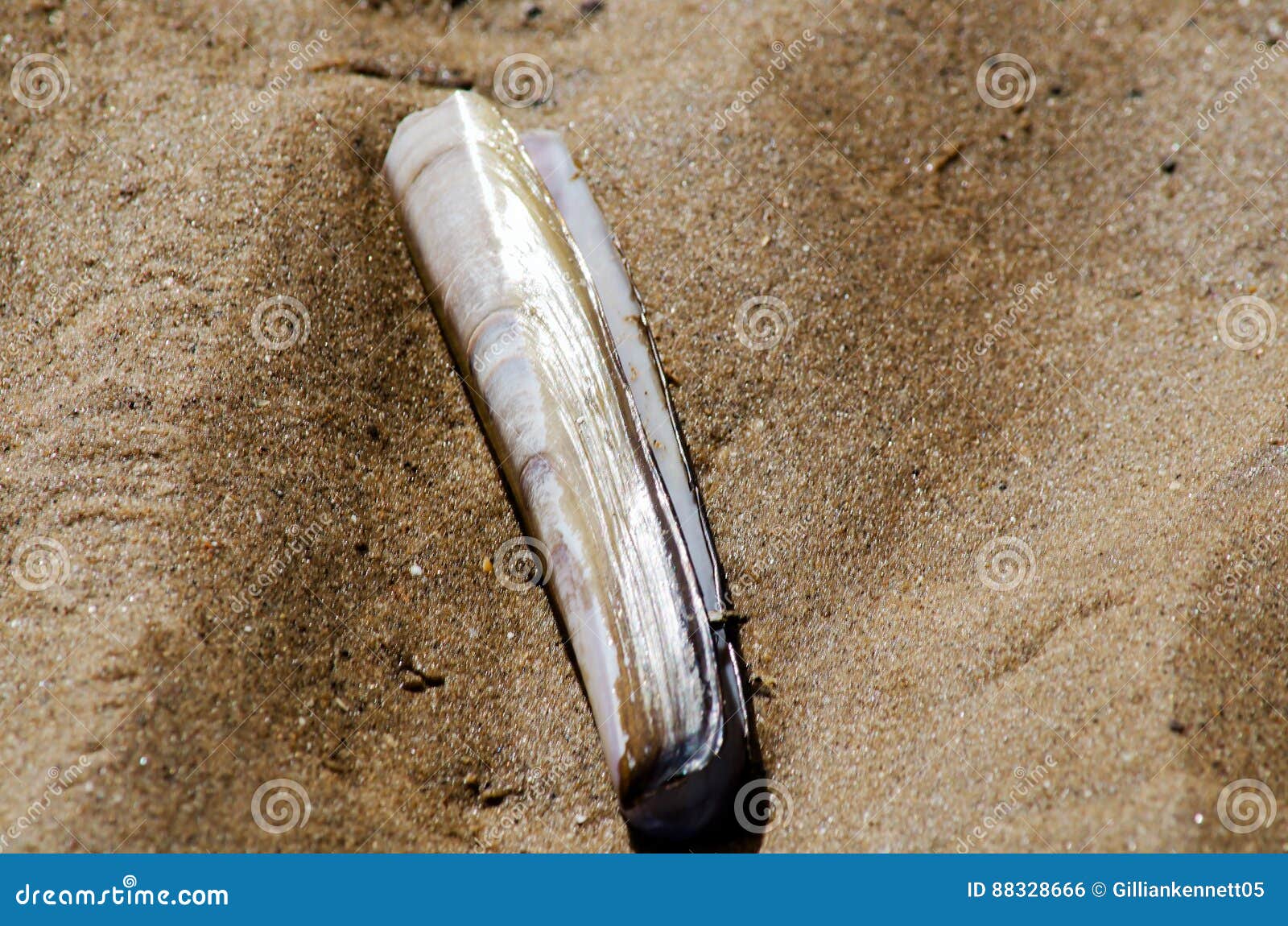 Razor stock photo. Image of razor, foraging, coast, life - 88328666