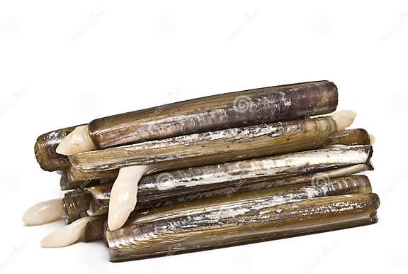 Razor clams. stock image. Image of razors, nutrition - 13528849