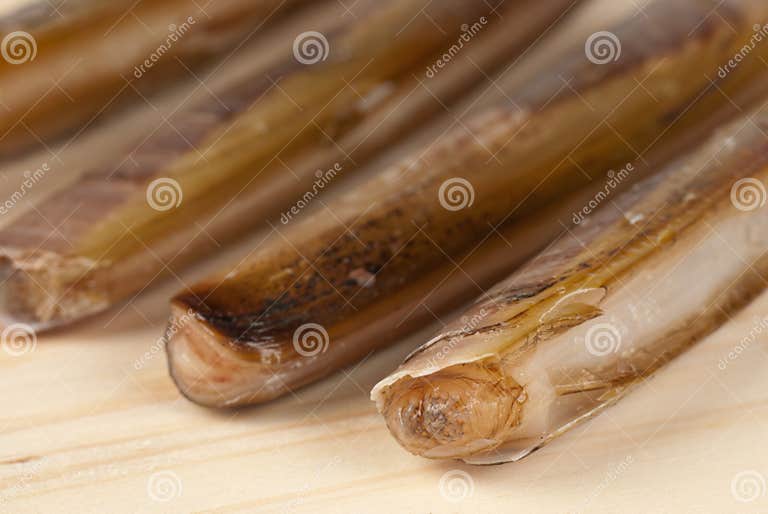 Razor clams stock photo. Image of shell, gourmet, wooden - 17559268