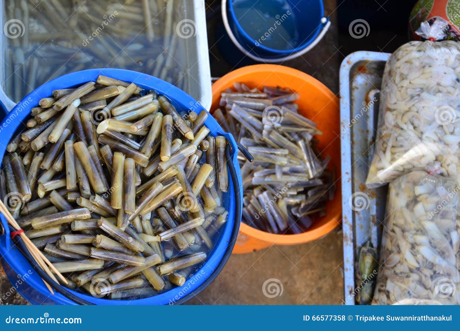 Razor clams in a bucket stock photo. Image of seafood - 66577358
