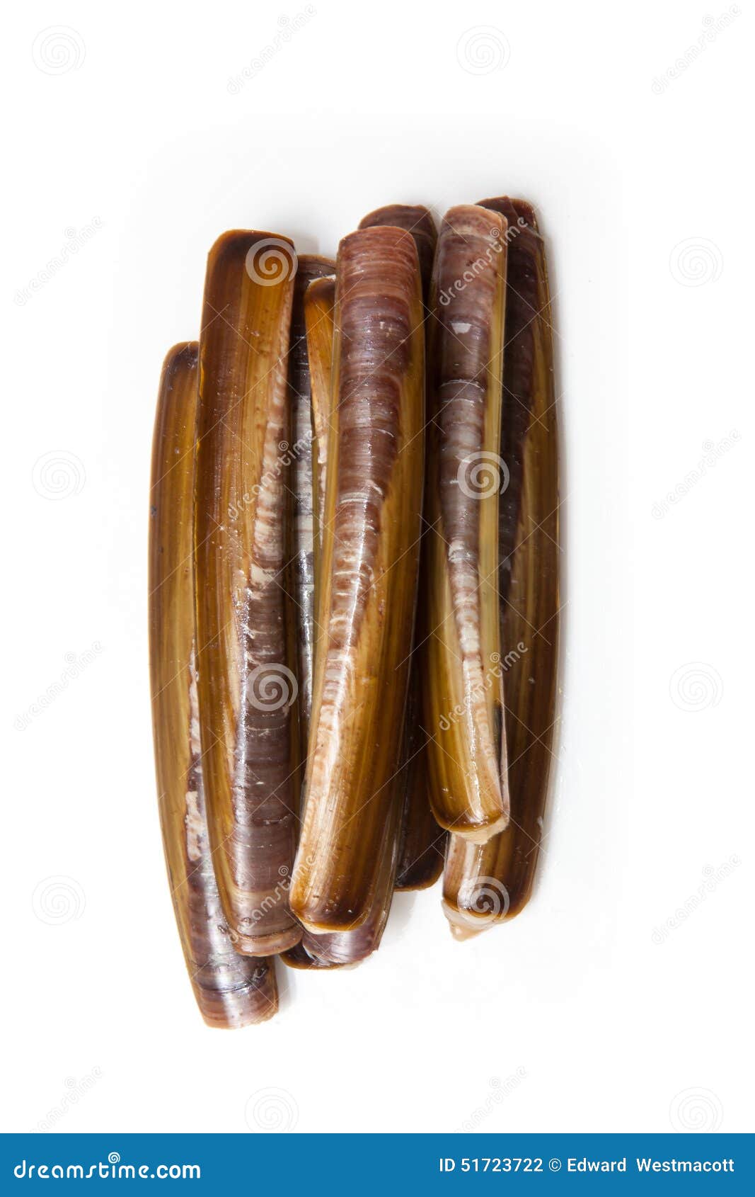 Razor Clams stock photo. Image of mollusck, organic, ingredents - 51723722