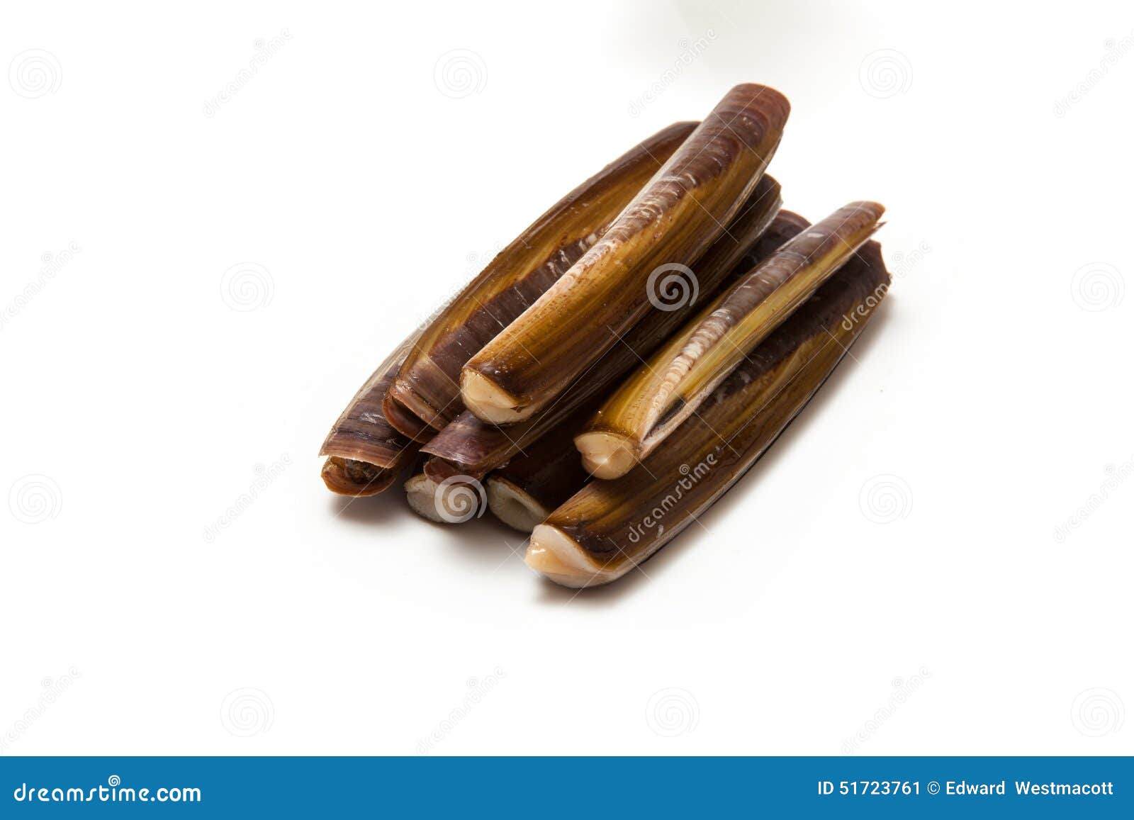 Razor Clams stock image. Image of white, ingredents, water - 51723761