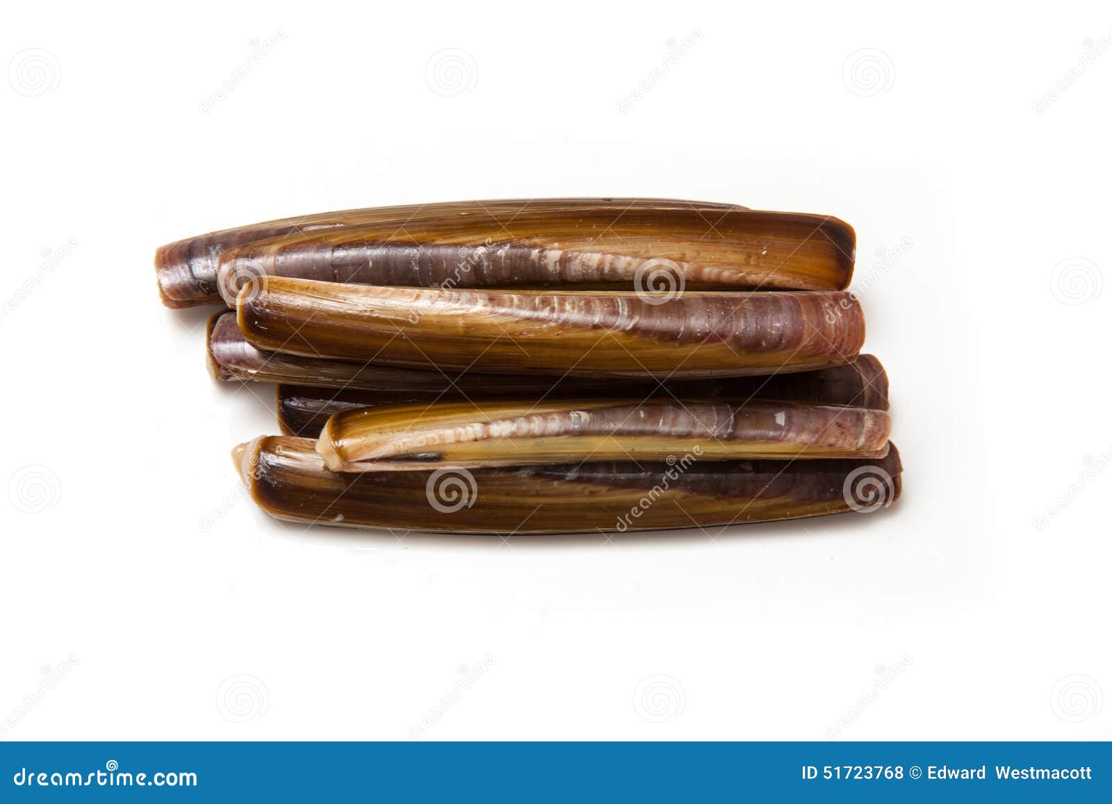 Razor Clams stock photo. Image of salt, life, drink, shellfish - 51723768
