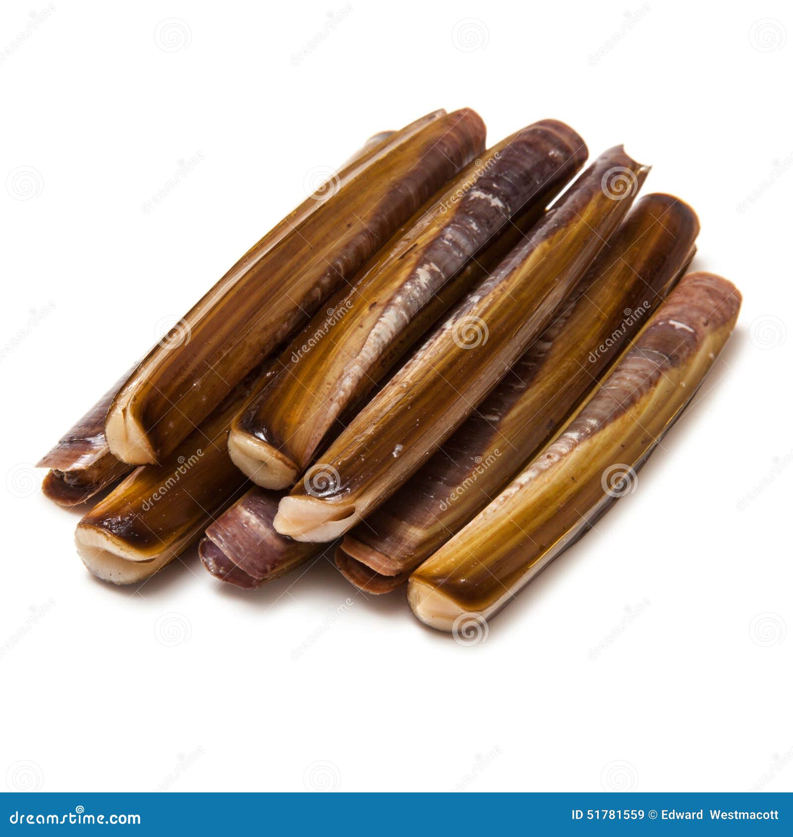 Razor Clams stock image. Image of mollusc, drink, shot - 51781559