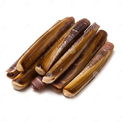 Razor Clams stock image. Image of mollusc, drink, shot - 51781559