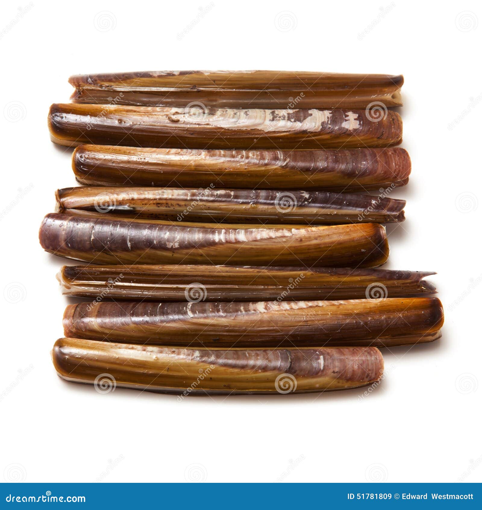 Razor Clams stock image. Image of fresh, studio, mollusc - 51781809