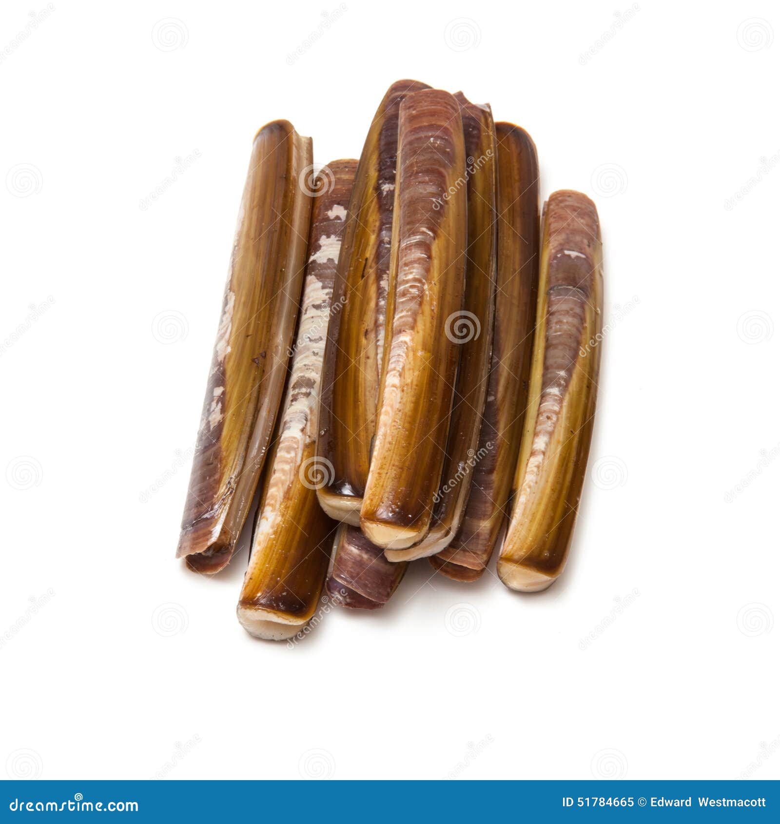Razor Clams stock image. Image of ingredents, fresh, seafood - 51784665