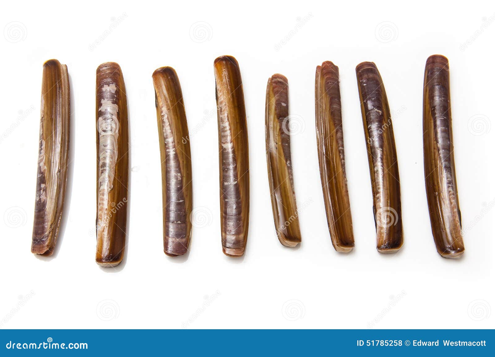 Razor Clams Sauteed With Garlic Butter White Wine In Spain Royalty-Free ...