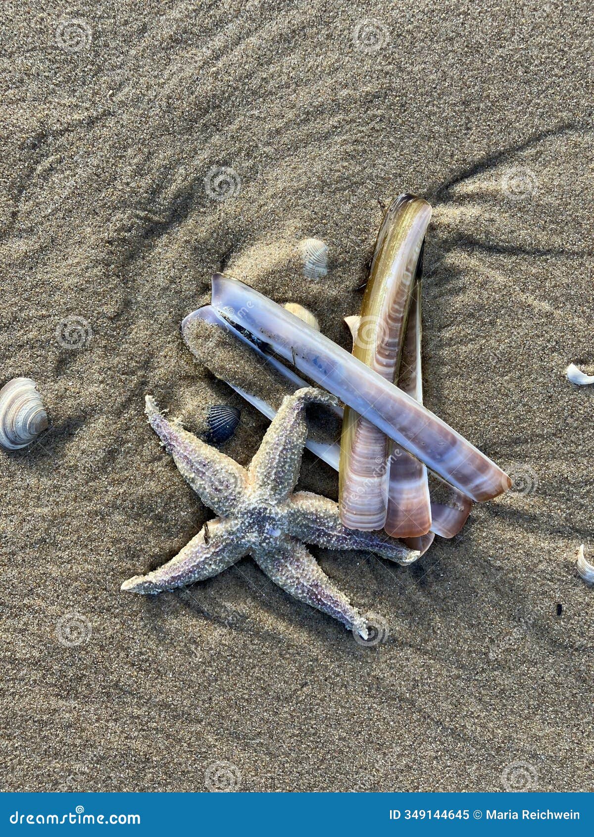 Razor Clams and Star Fish at the Beach Shells Stock Image - Image of ...