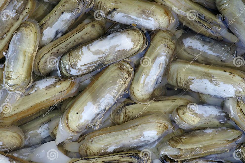 Razor fish stock photo. Image of fish, fishes, fresh - 20097192