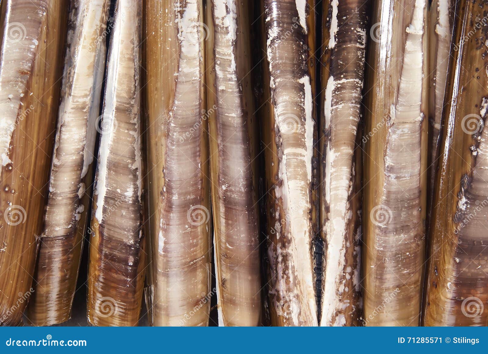 Razor Fish Shells stock image. Image of fish, seashell - 71285571