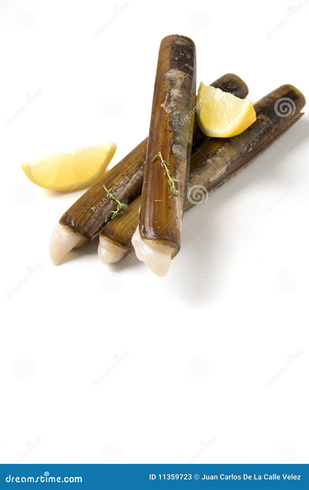 Razor shell stock image. Image of freshness, razor, three - 11359723