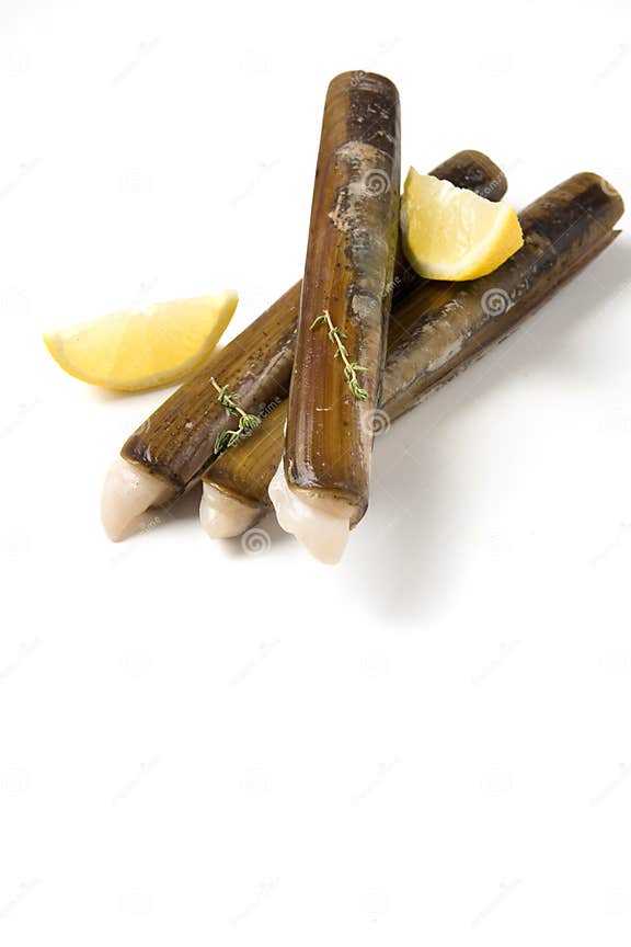 Razor shell stock image. Image of freshness, razor, three - 11359723
