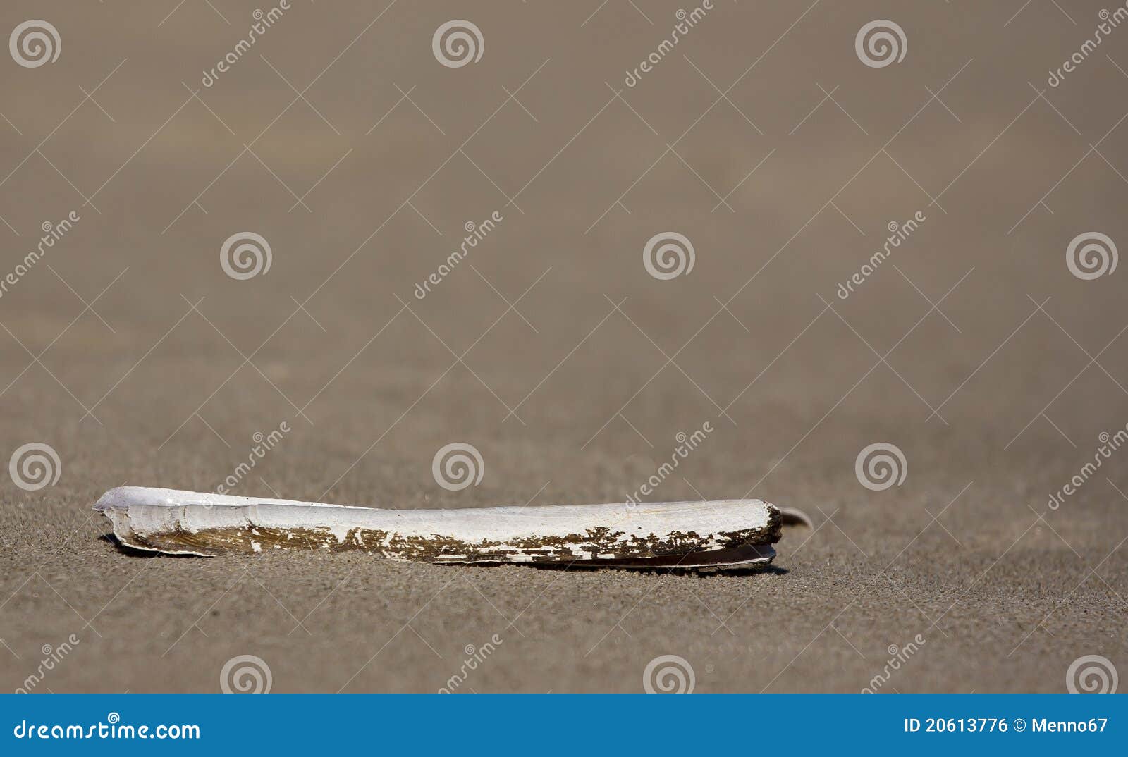 Razor Shell stock photo. Image of white, summer, razor - 20613776