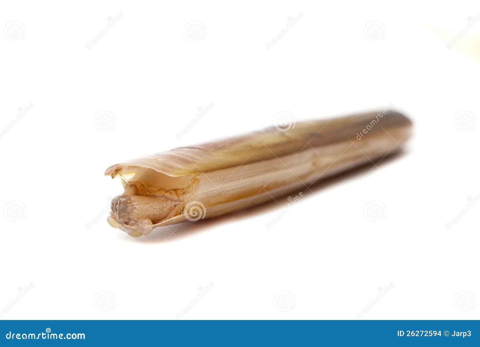 Razor-shell stock photo. Image of shell, animal, seafood - 26272594