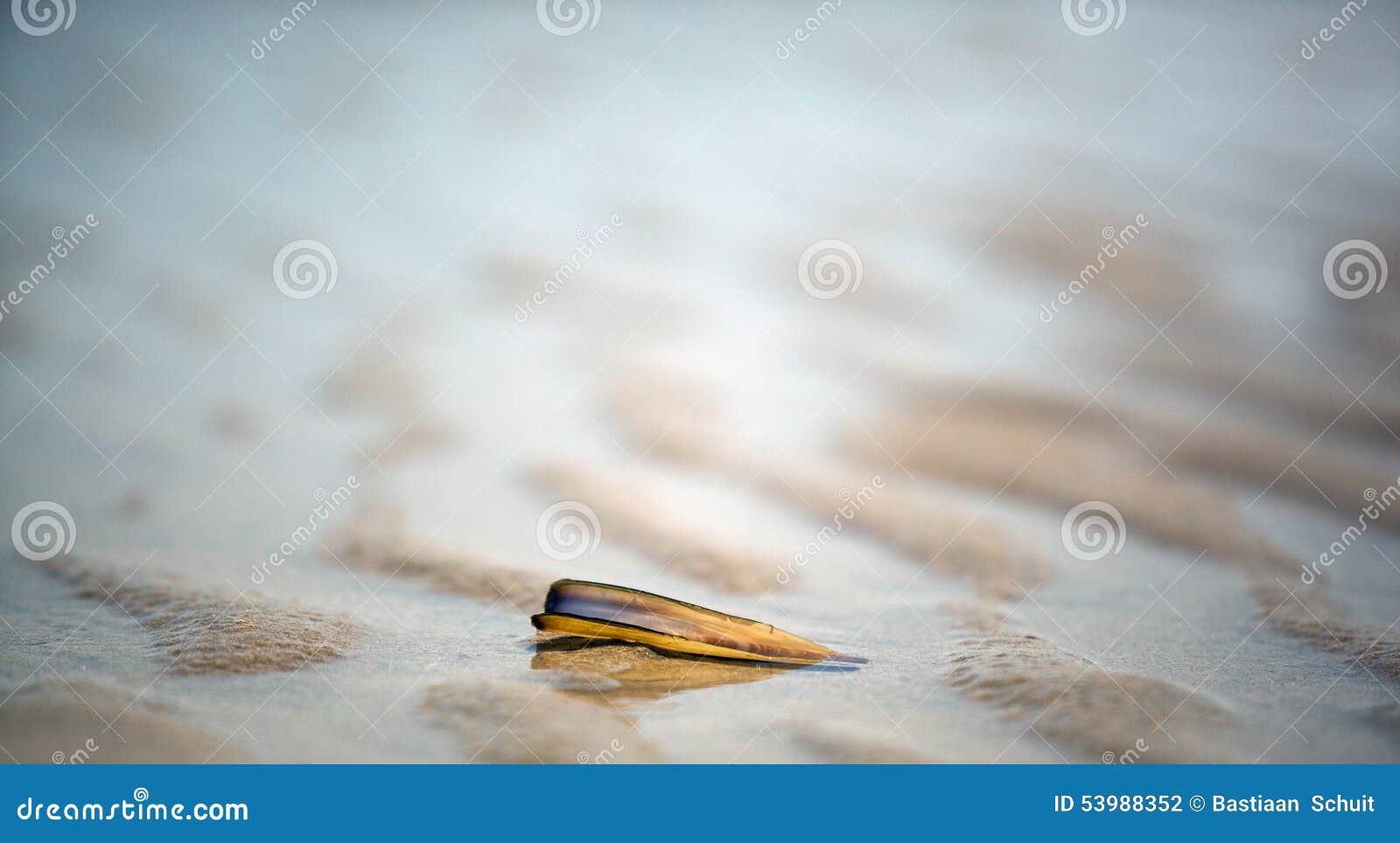 Razor shell on the beach stock photo. Image of wallpaper - 53988352