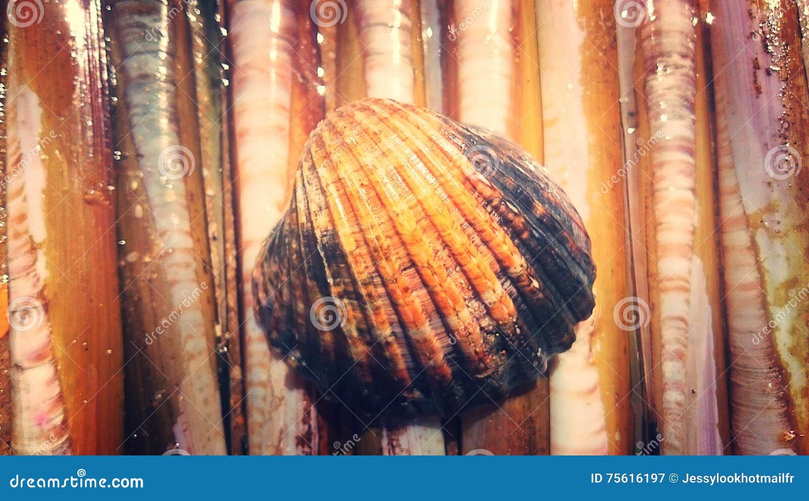 Razor shell stock image. Image of razor, shell, ocean - 75616197