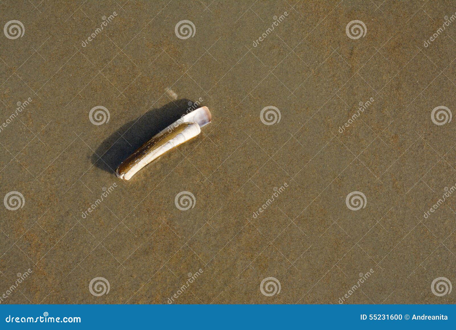 Razor Shell (Ensis Arcuatus) Stock Photo - Image of daylight, animal ...