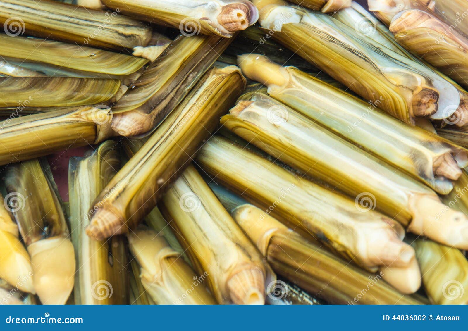 Razor shell fish stock photo. Image of healthy, live - 44036002