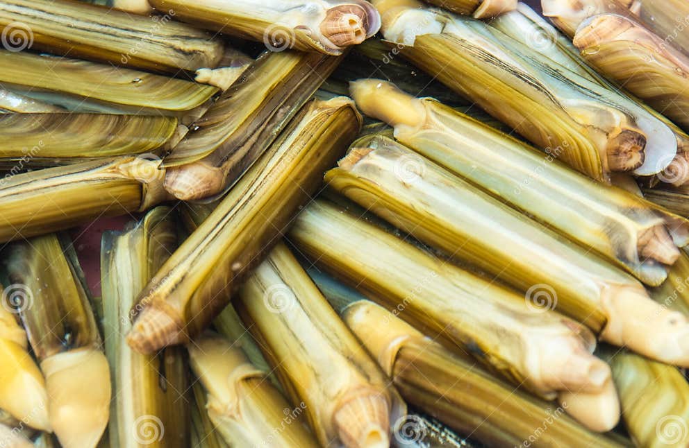 Razor shell fish stock photo. Image of healthy, live - 44036002