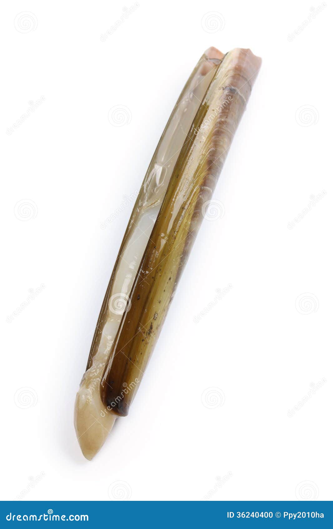 Razor shell stock photo. Image of netherlands, ensis - 36240400