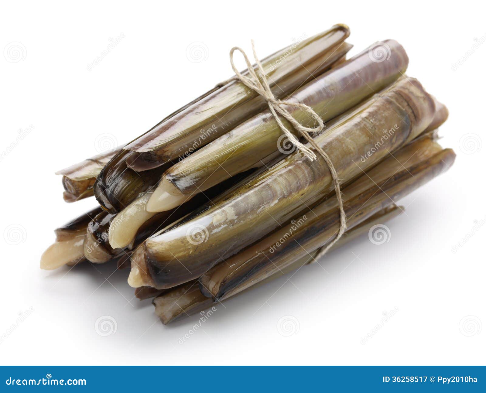 Razor shell stock image. Image of isolated, netherlands - 36258517