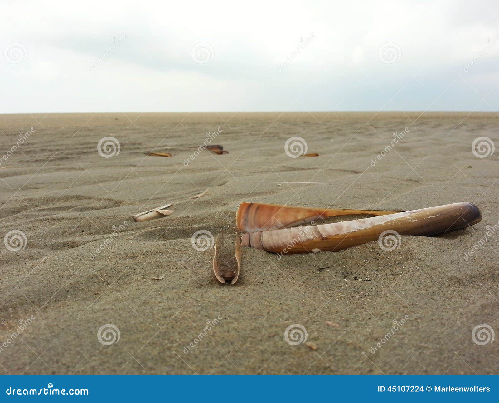 Razor shell stock photo. Image of shell, jackknives, razor - 45107224