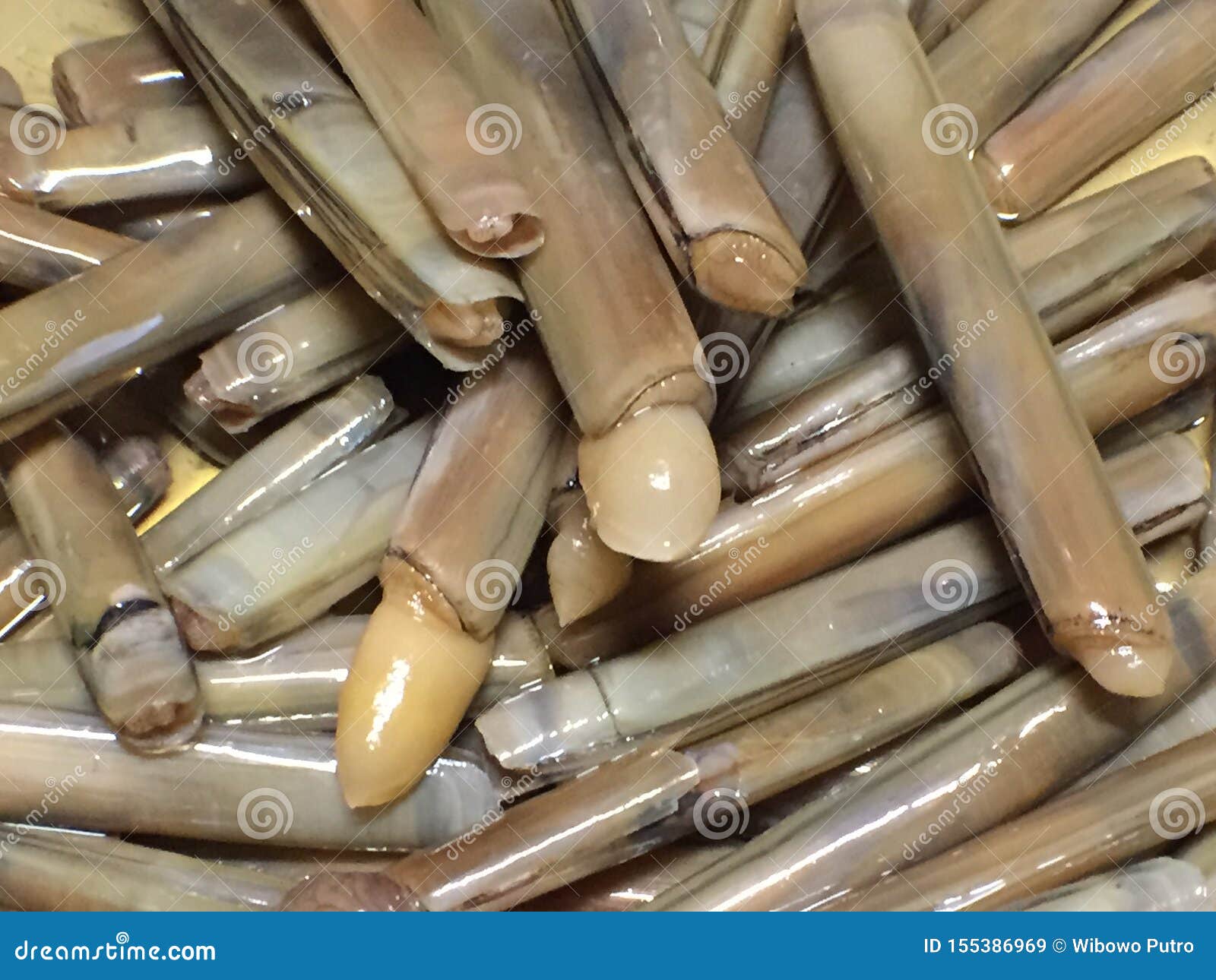 Razor Shell stock image. Image of shell, razor, razorfish - 155386969