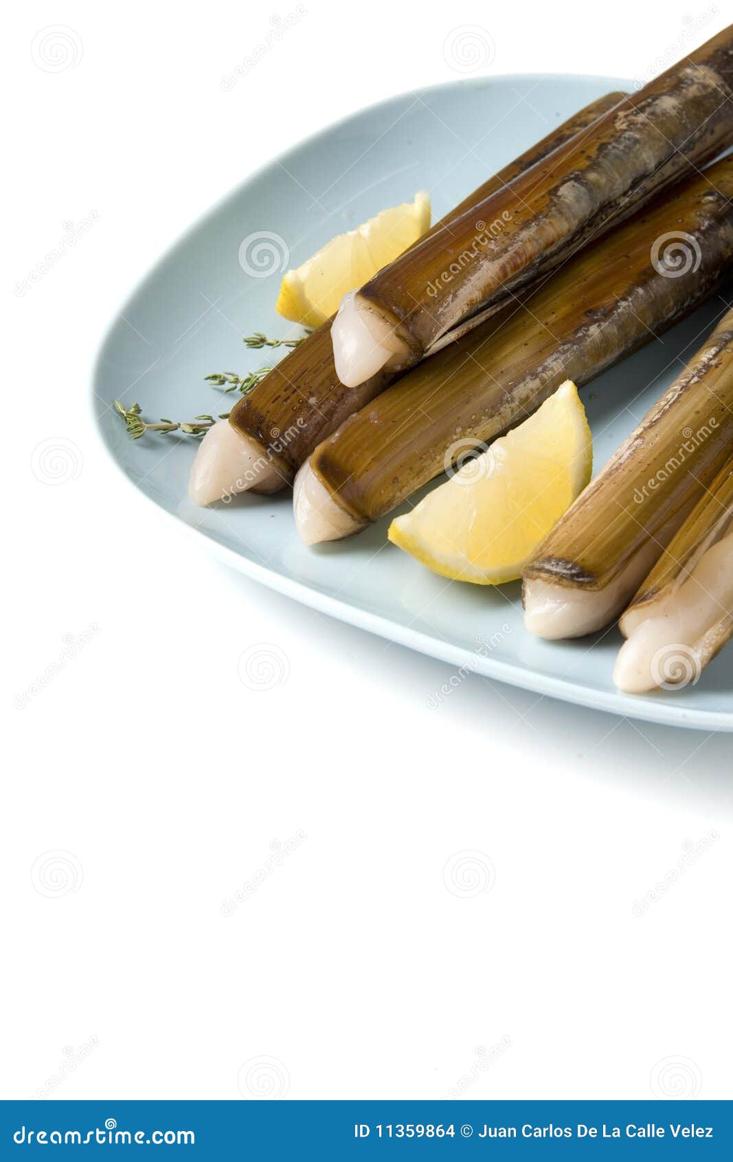 Razor shell seafood stock photo. Image of razor, shellfish - 11359864