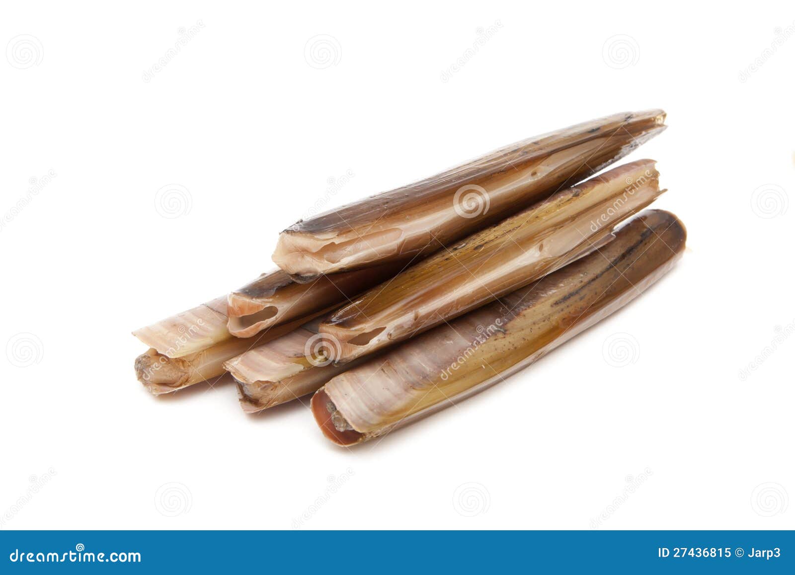 Razor-shell six stock image. Image of razorshell, calm - 27436815